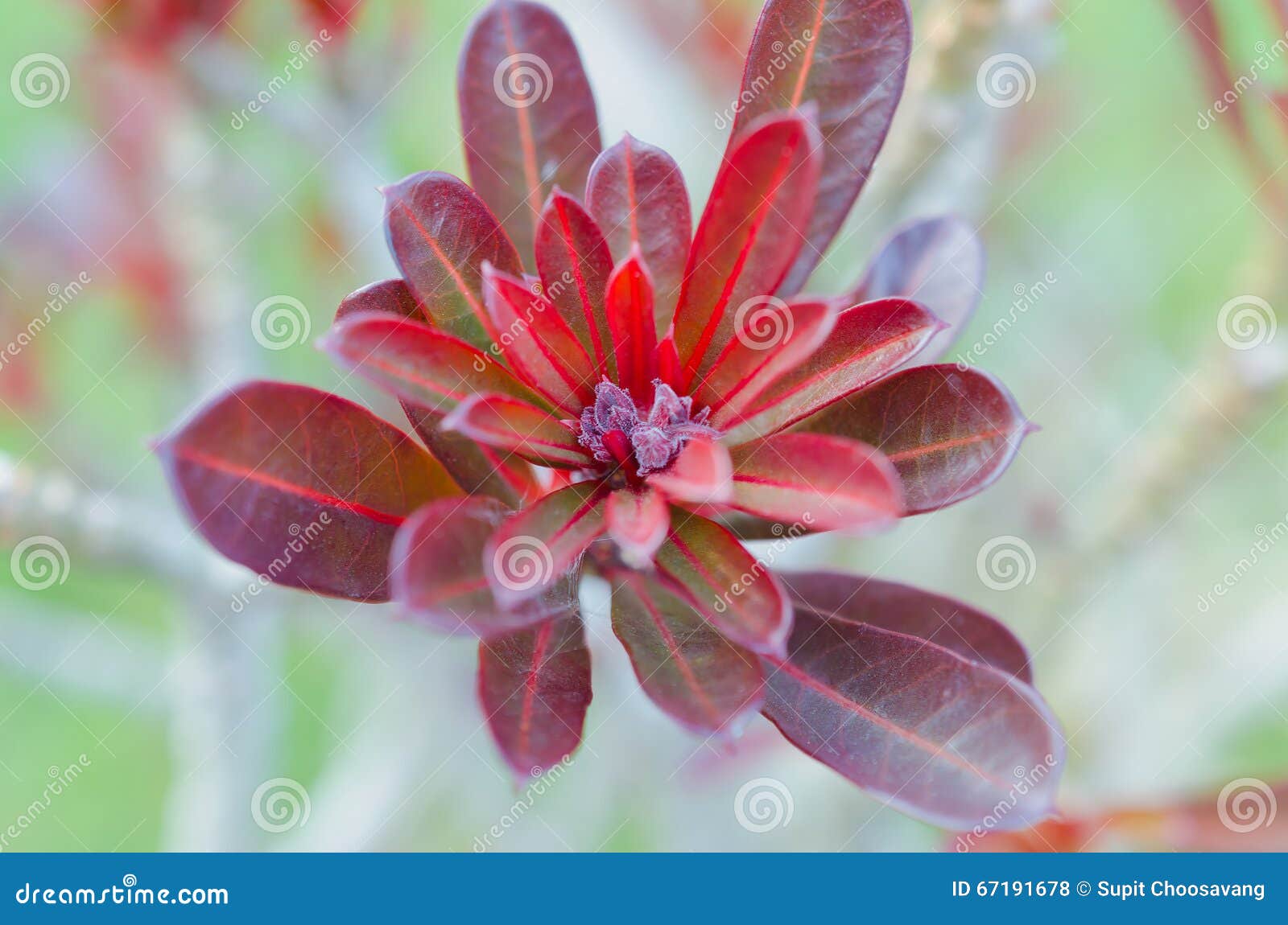 Crose Up of Red Treetop Leaves in Park Background Stock Photo - Image ...