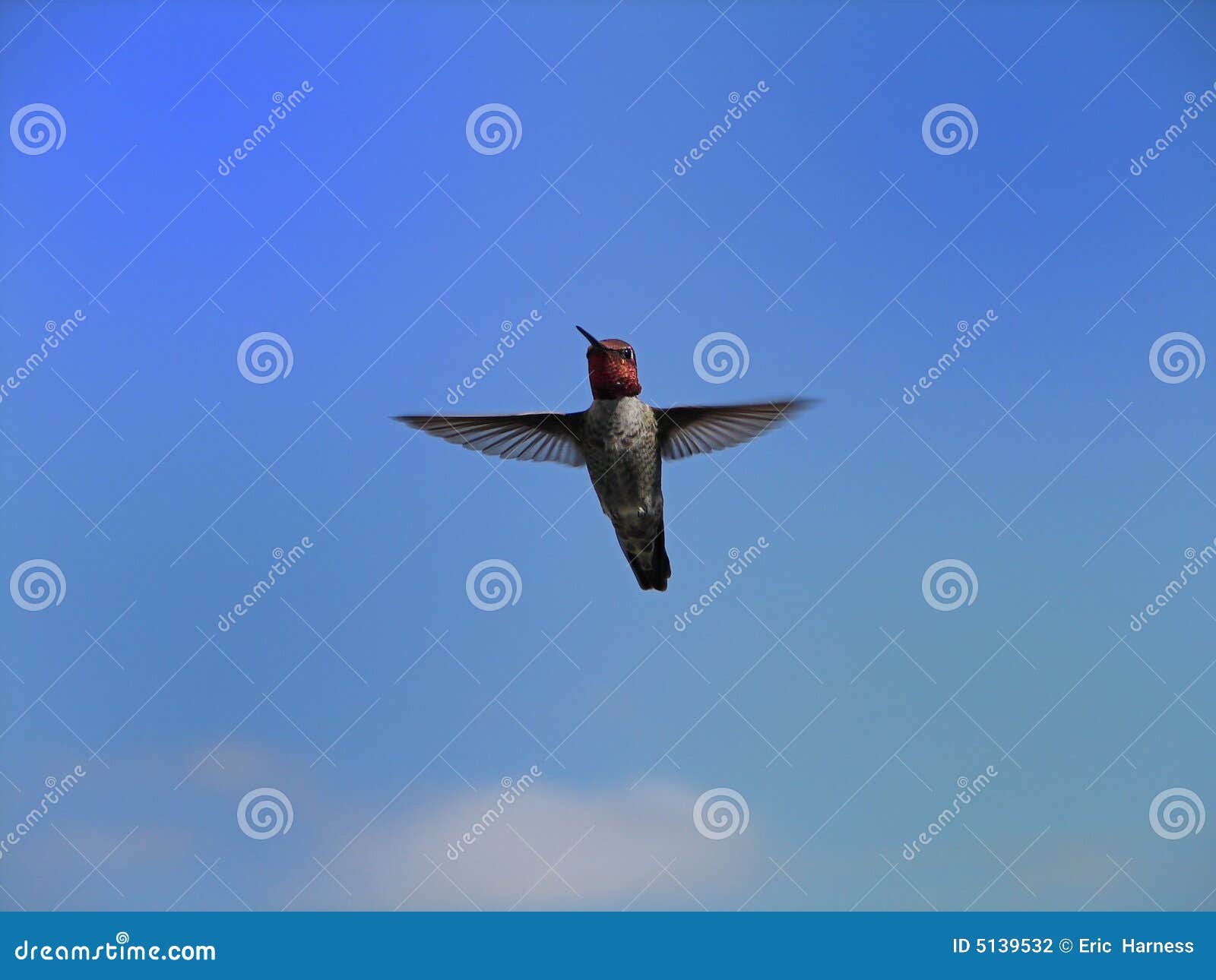 Cross stock photo. Image of anna, hummingbird, corss, humming - 5139532