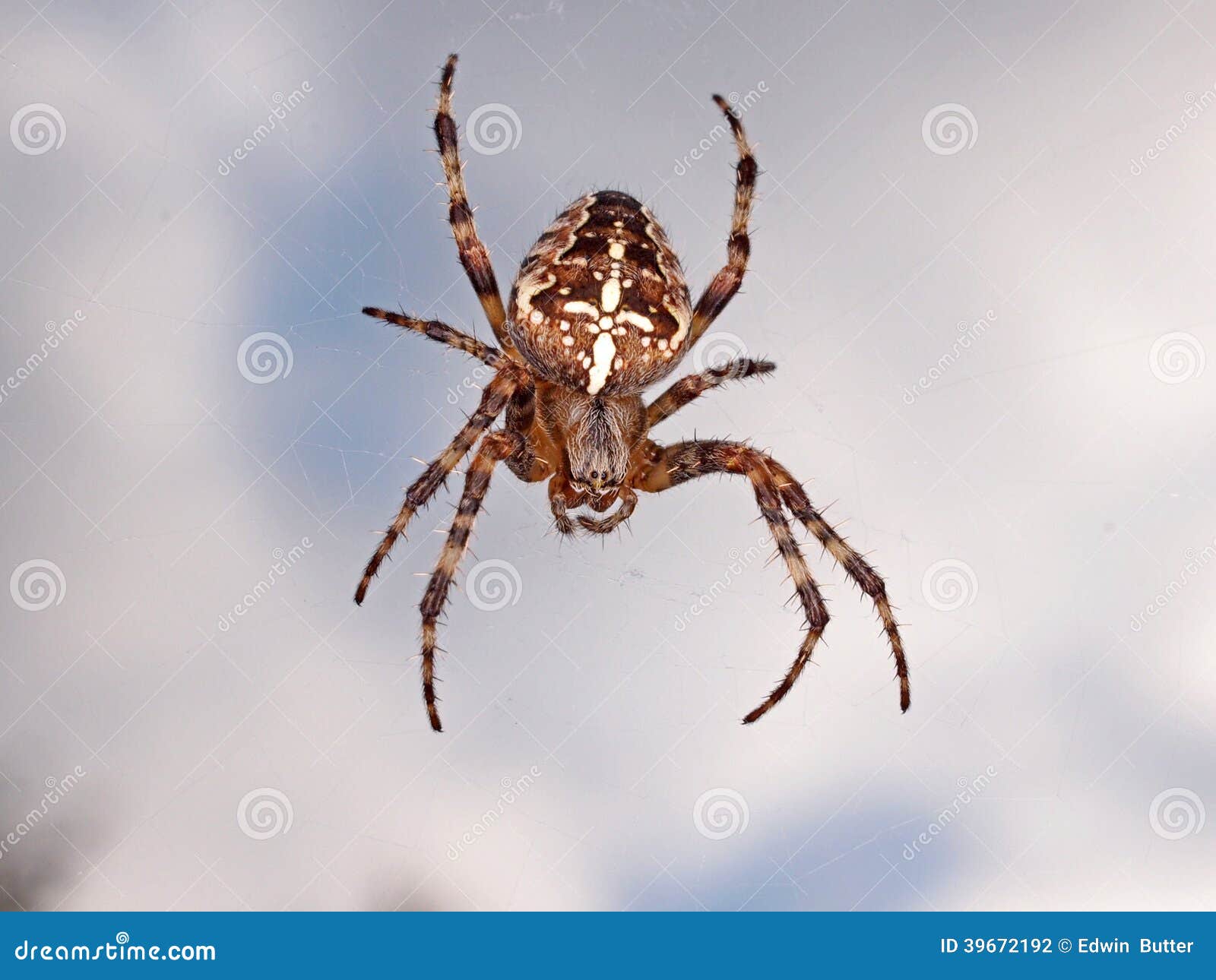 Cross back spider stock photo. Image of arachnophobia - 39672192
