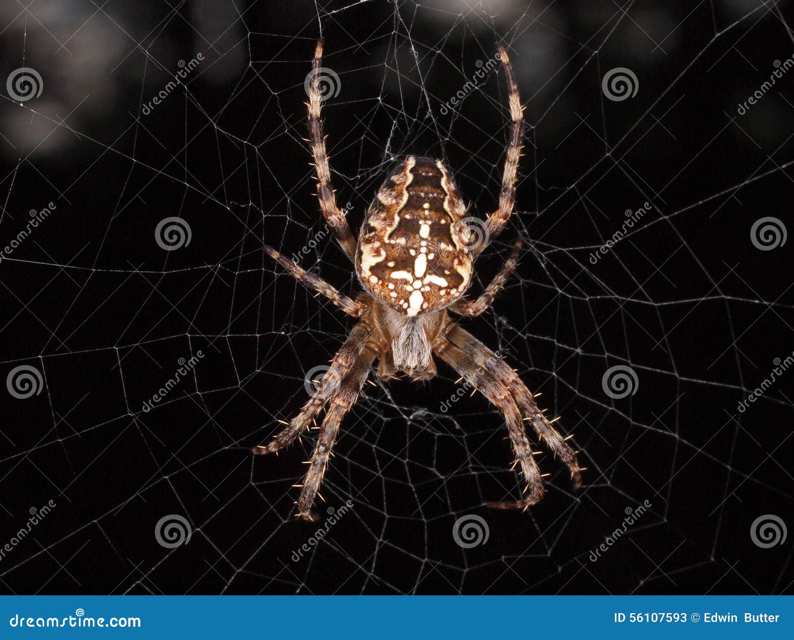 Cross back spider stock image. Image of araneus, female - 56107593