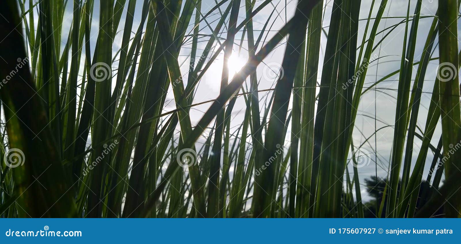 Cross Bamboo stock image. Image of view, cross, bamboo - 175607927