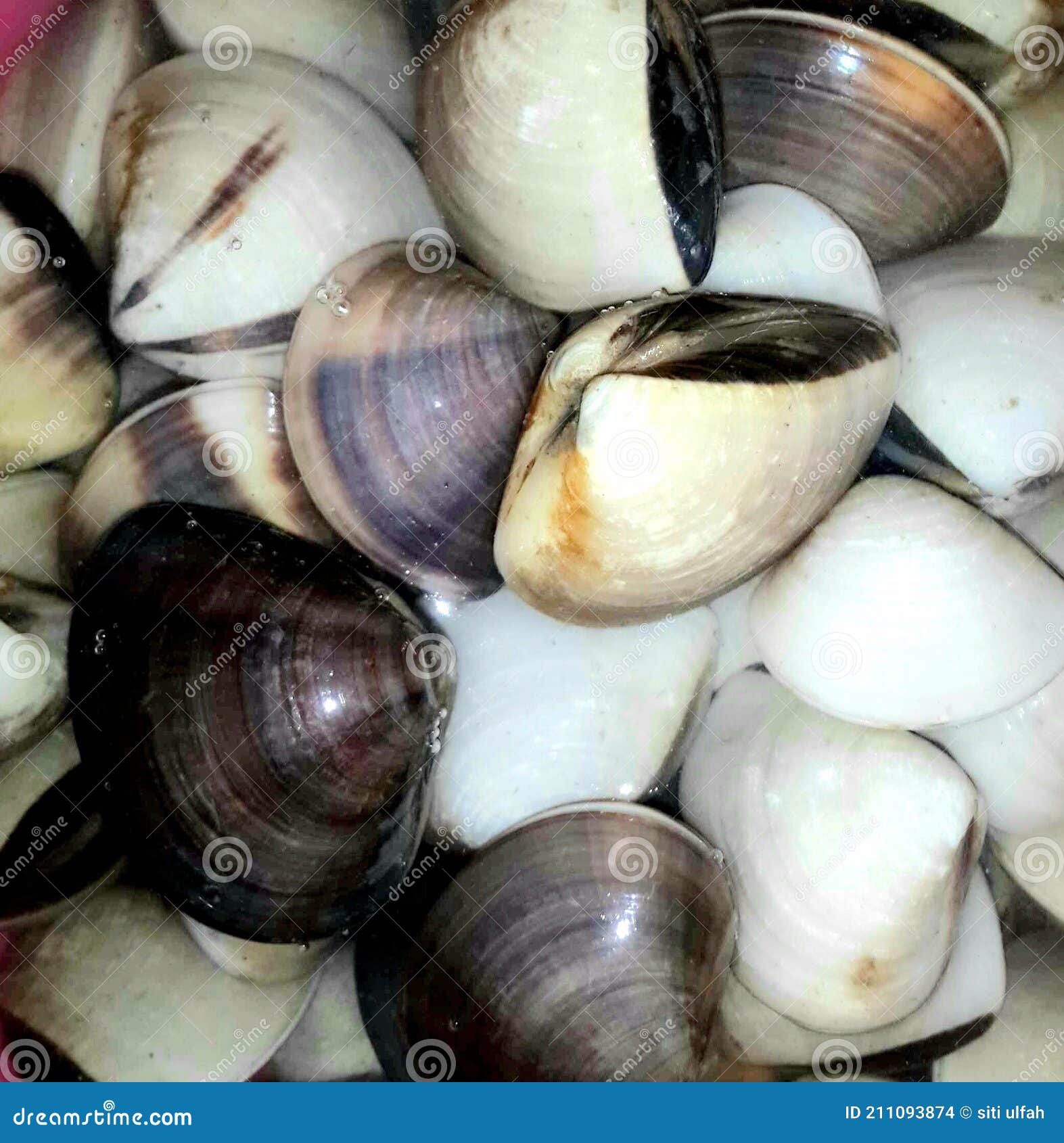 Cross Bared Venus are Sea Shells that are Easy To Find on the Surface ...