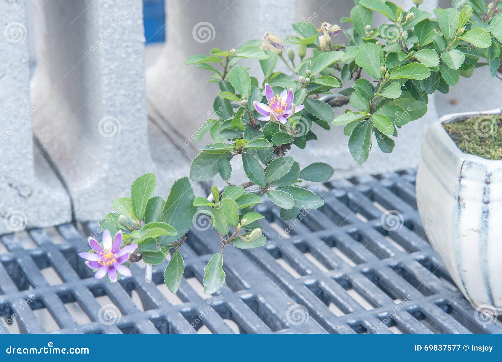 Cross-berry (Grewia Occidentalis) Stock Image - Image of leaves ...