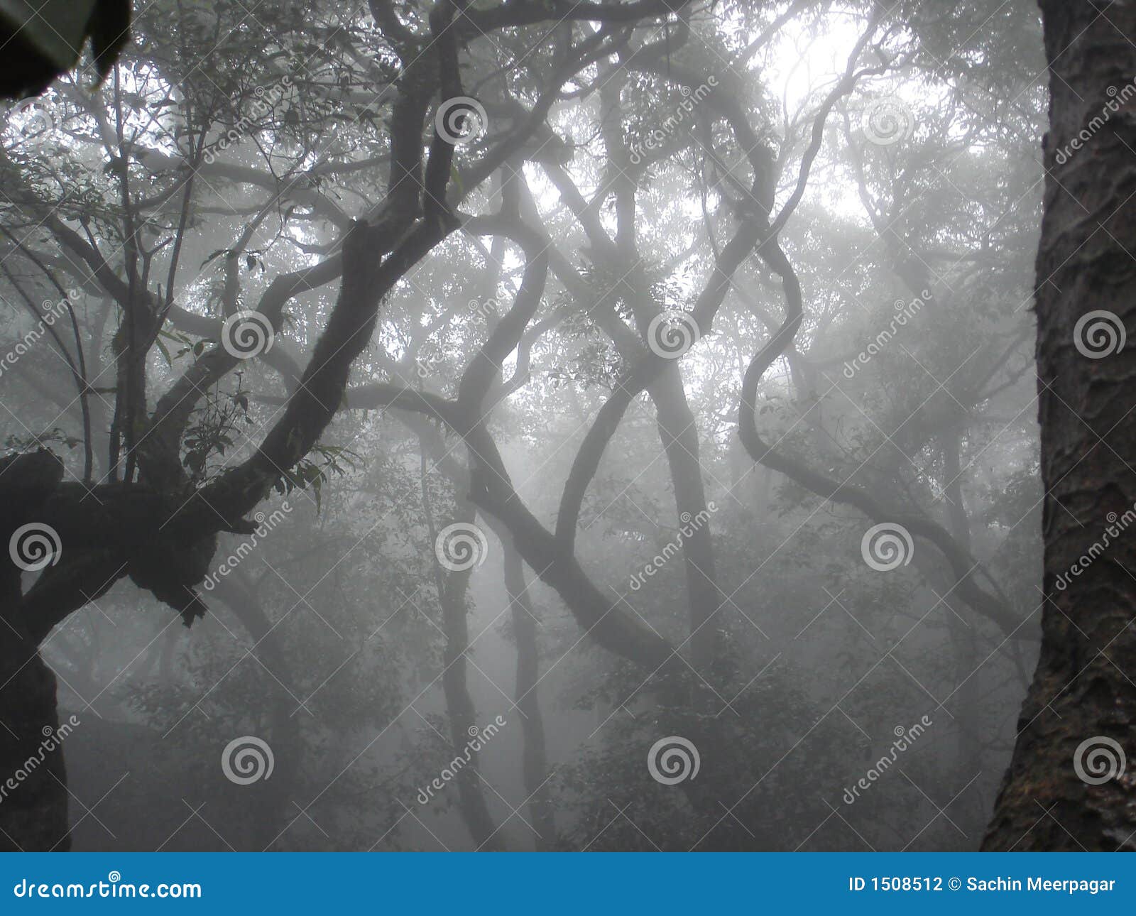 Cross branches stock photo. Image of unknown, uncertain - 1508512