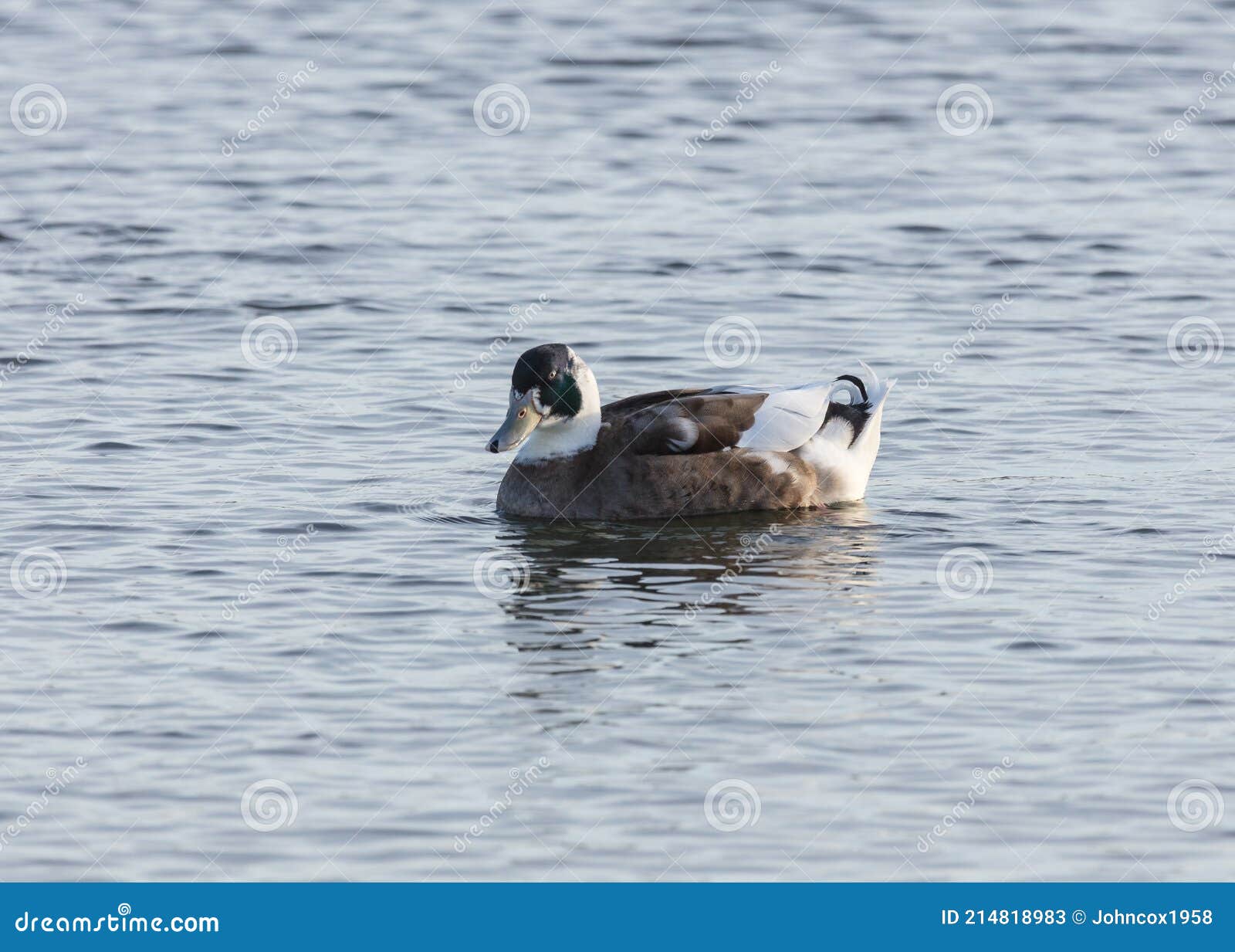 Cross Breed Ducks Swimming on a Pond. Stock Image - Image of cross ...