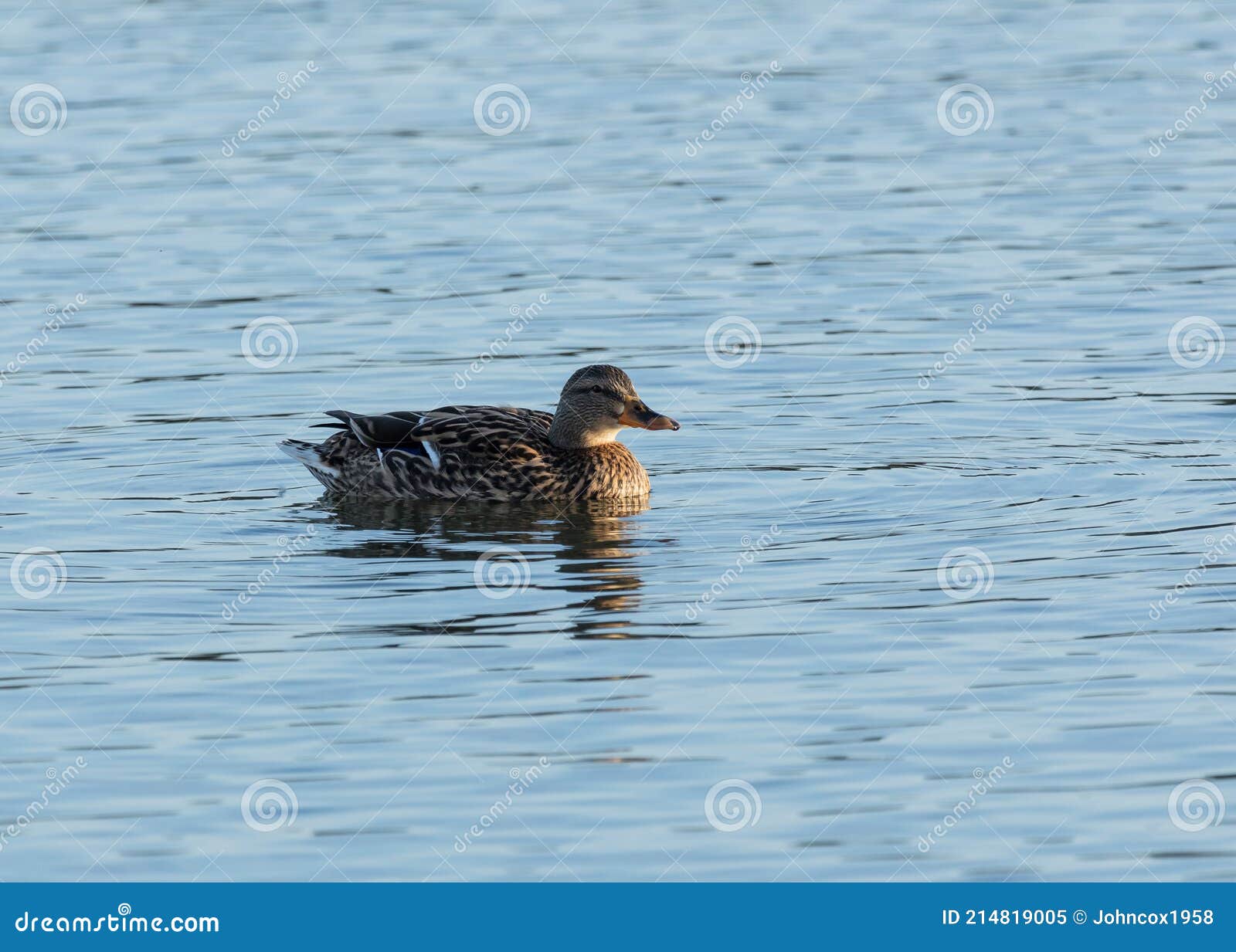 Cross Breed Ducks Swimming on a Pond. Stock Image - Image of wild ...