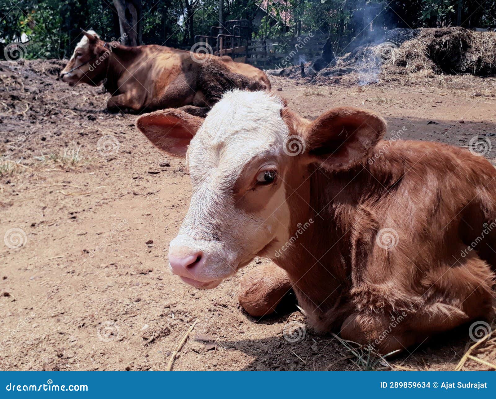 Cross-breed Limousin Beef Cattle, West Java, Indonesia Stock Photo ...
