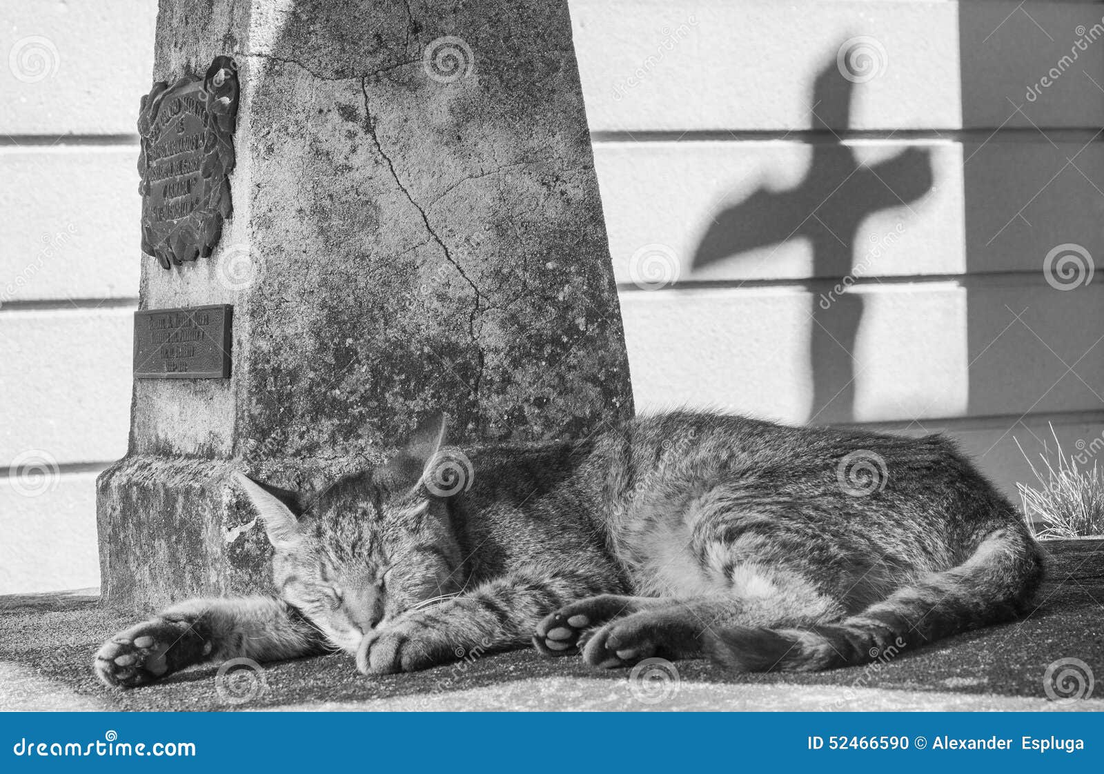 Cross cat stock photo. Image of dead, culture, peace - 52466590