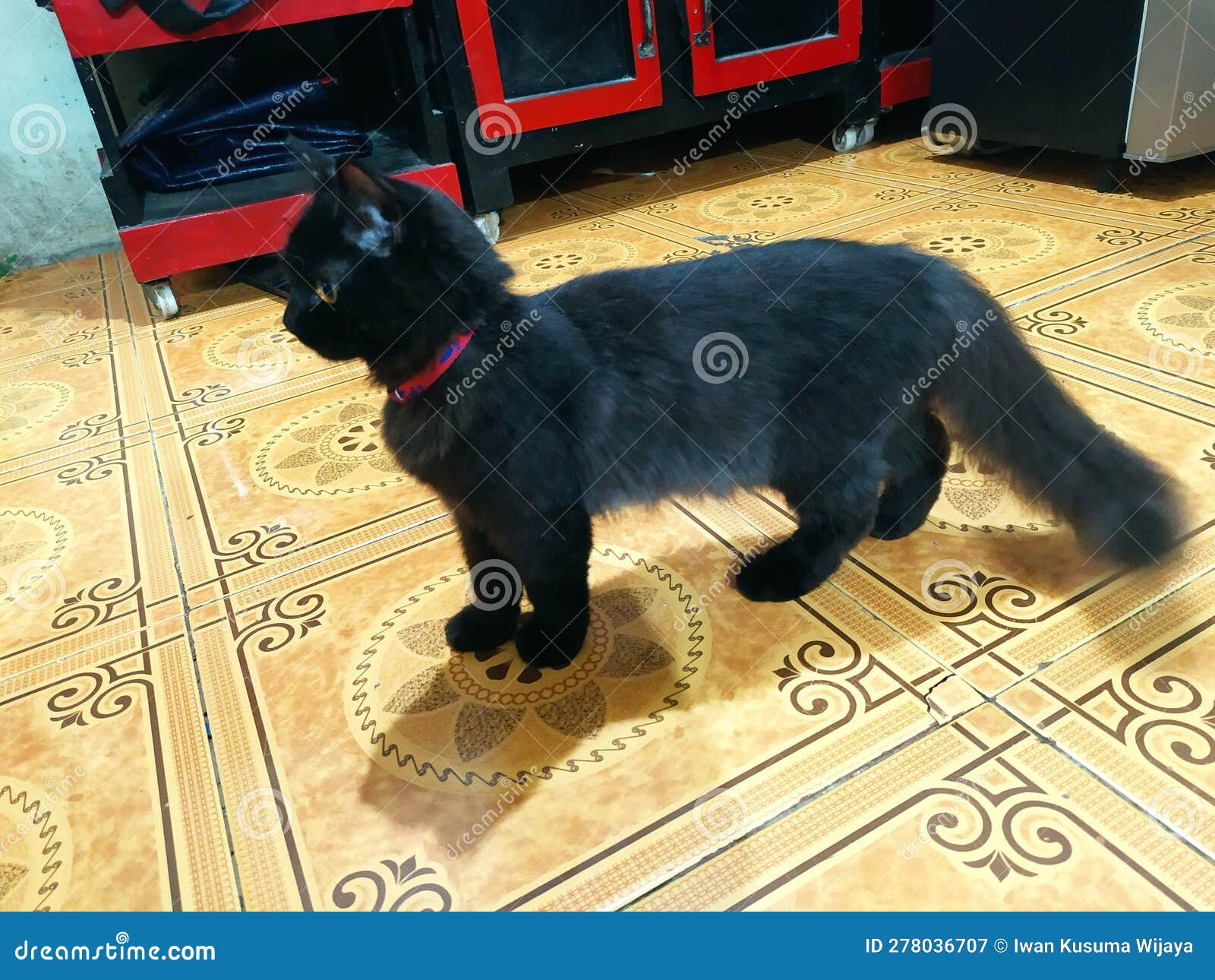 Cross Cat, between the Type of Angora and the Type of Cat Native To ...