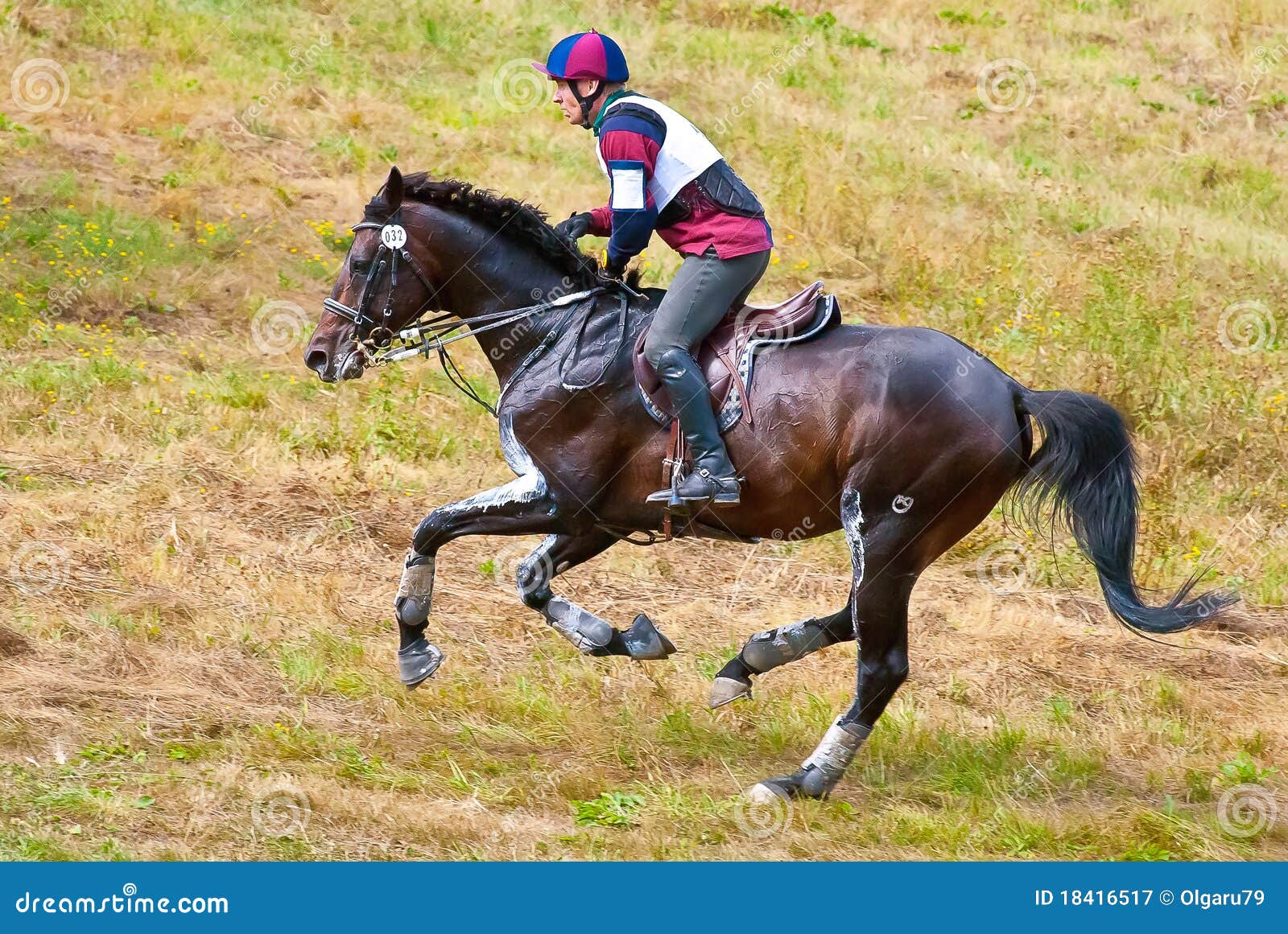 Cross-Country, Horseback Gallop Editorial Photography - Image of gallop ...