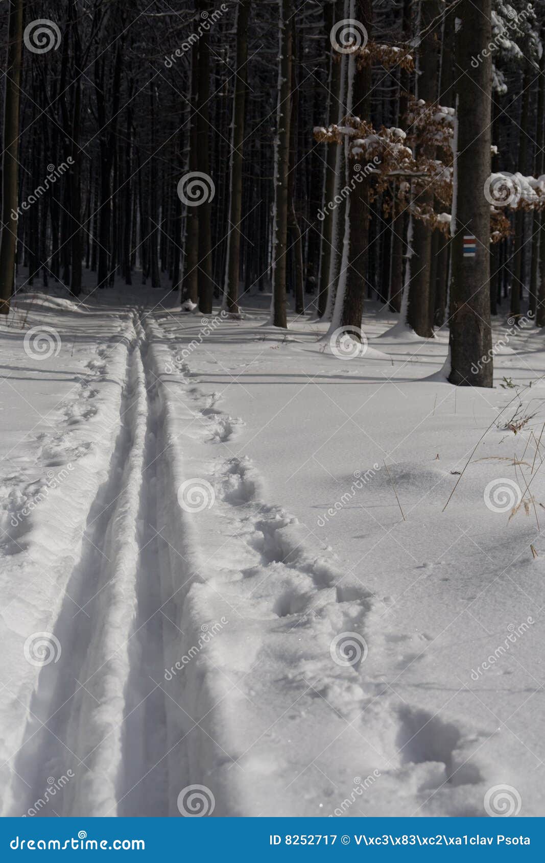Cross-country ski path stock image. Image of sport, path - 8252717