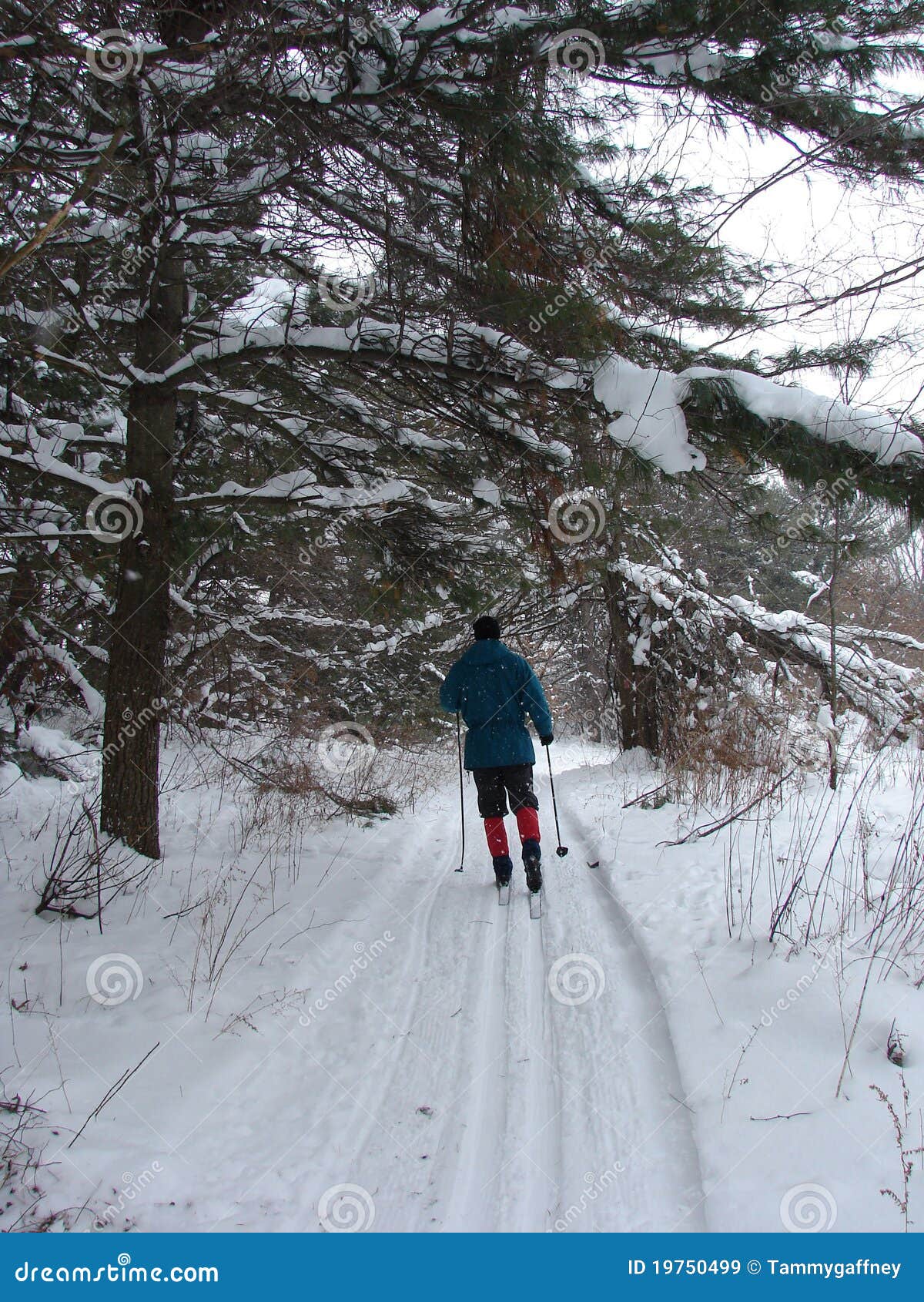 Cross Country Skiing through Forest Stock Image - Image of outside ...