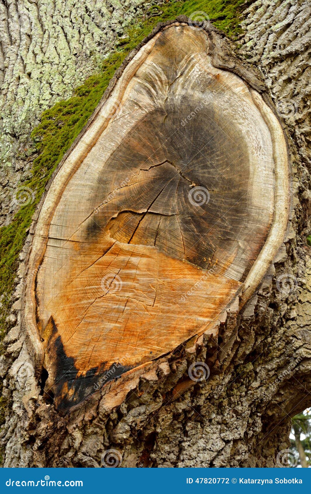 Cross-cut of a Big Tree Branch Stock Photo - Image of bark, heart: 47820772
