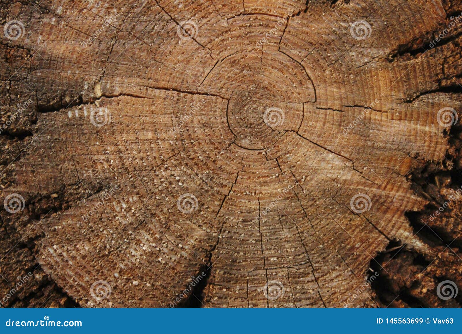 Cross cut logs stock image. Image of shape, pattern - 145563699