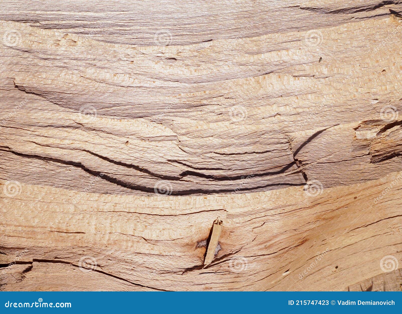 Cross cut of an old tree stock image. Image of cross - 215747423