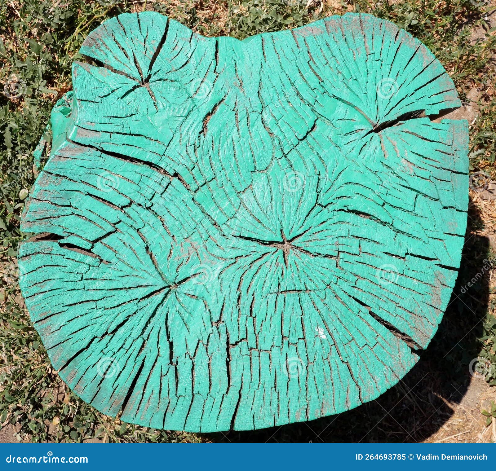 Cross cut of an old tree stock image. Image of material - 264693785