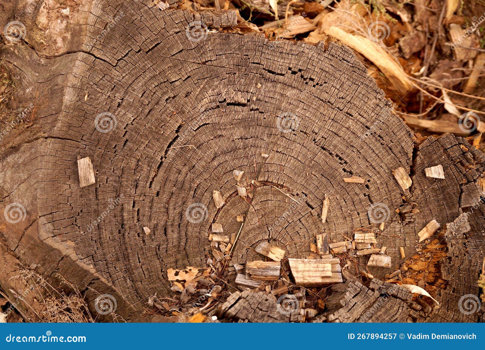 Cross cut of an old tree stock image. Image of cross - 267894257