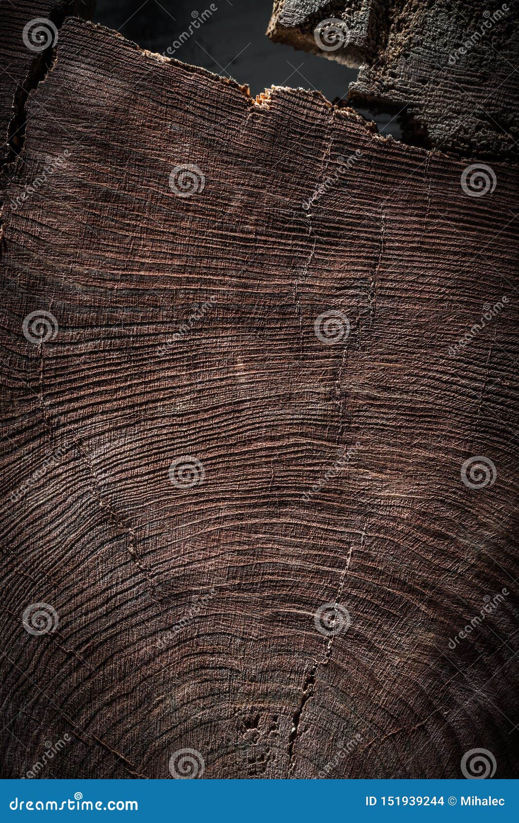Cross Cut Texture of Vintage Tree Trunk Stock Photo - Image of surface ...