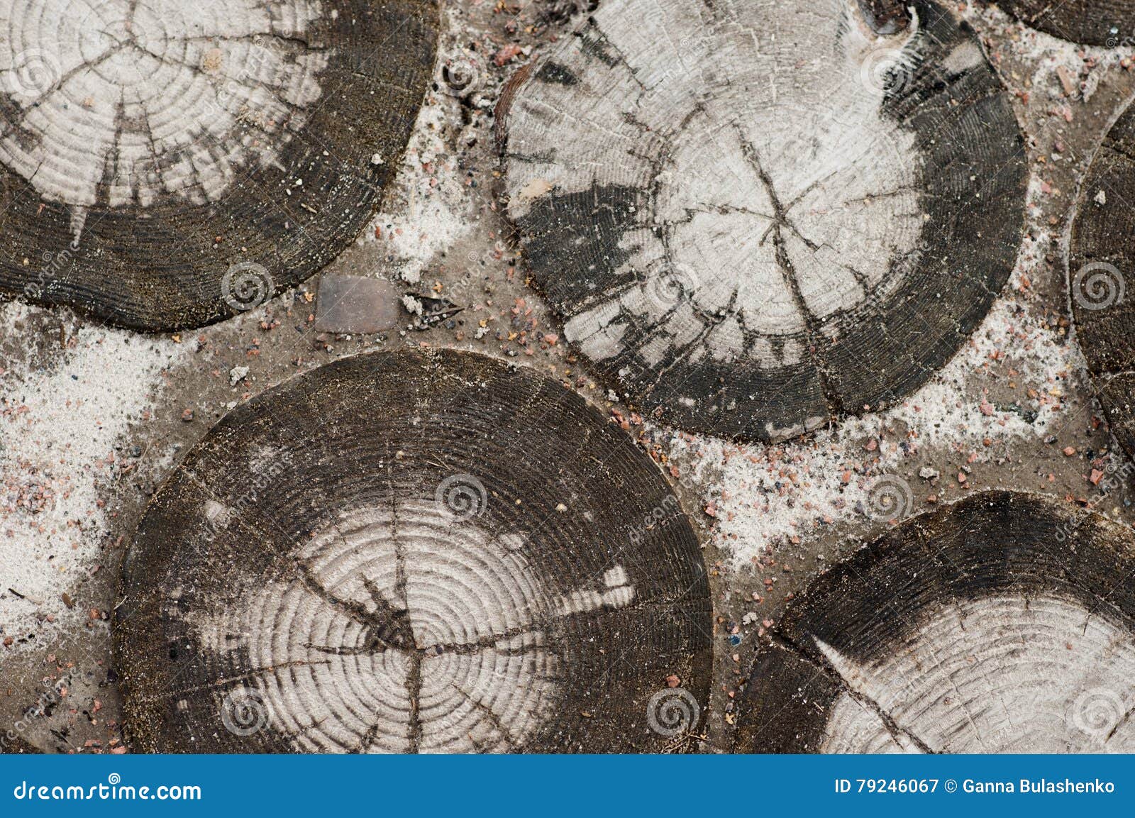 Cross Cut Trees Background, Stock Image - Image of firewood, detail ...