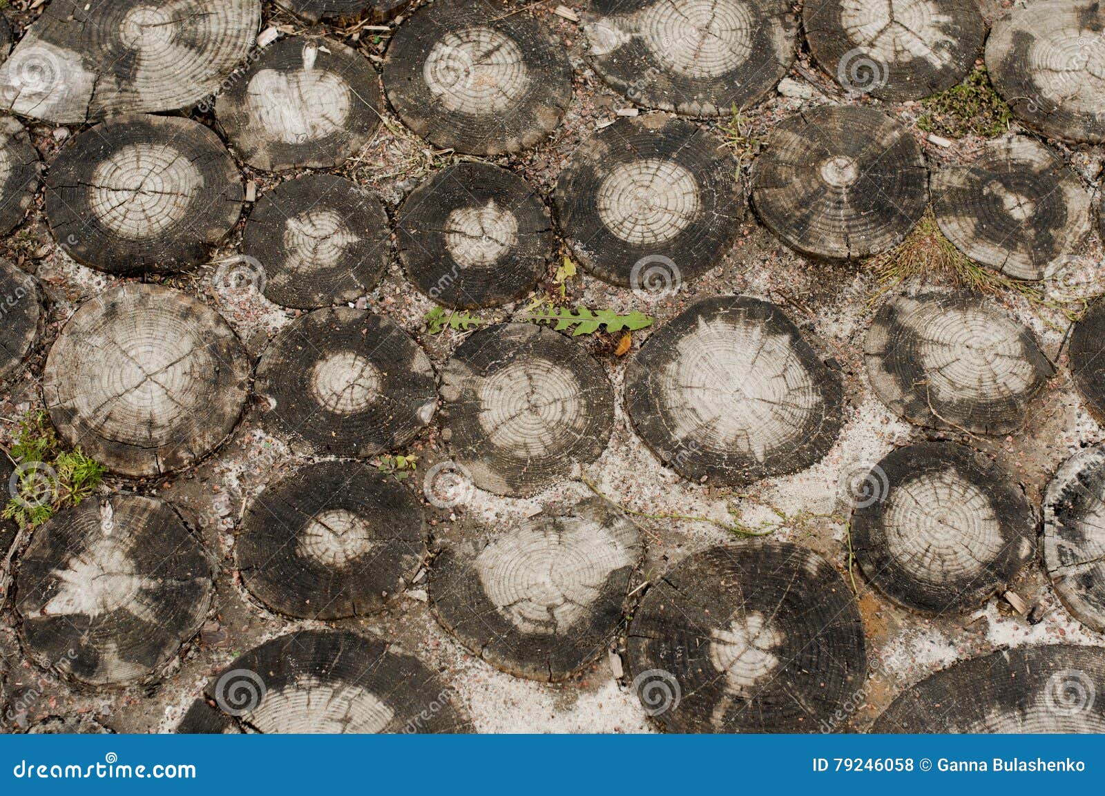 Cross cut trees stock photo. Image of natural, forest - 79246058