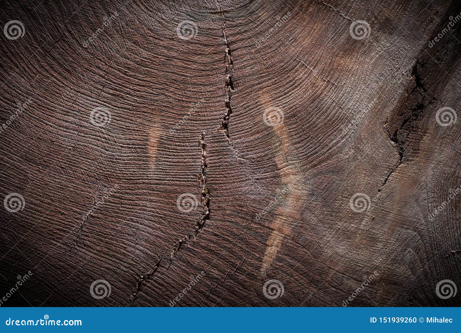 Cross Cut Vintage Wood Texture of Tree Trunk Stock Photo - Image of ...