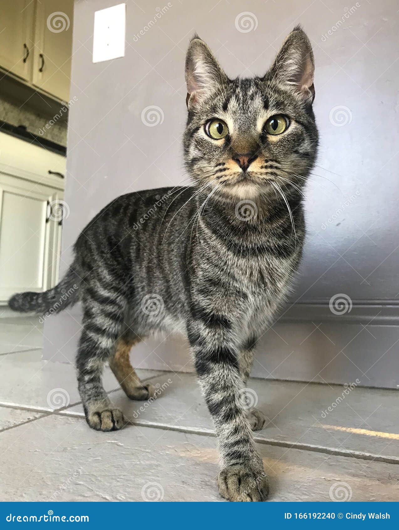 Red Tabby Is Standing On The Roof Stock Image | CartoonDealer.com #92577733