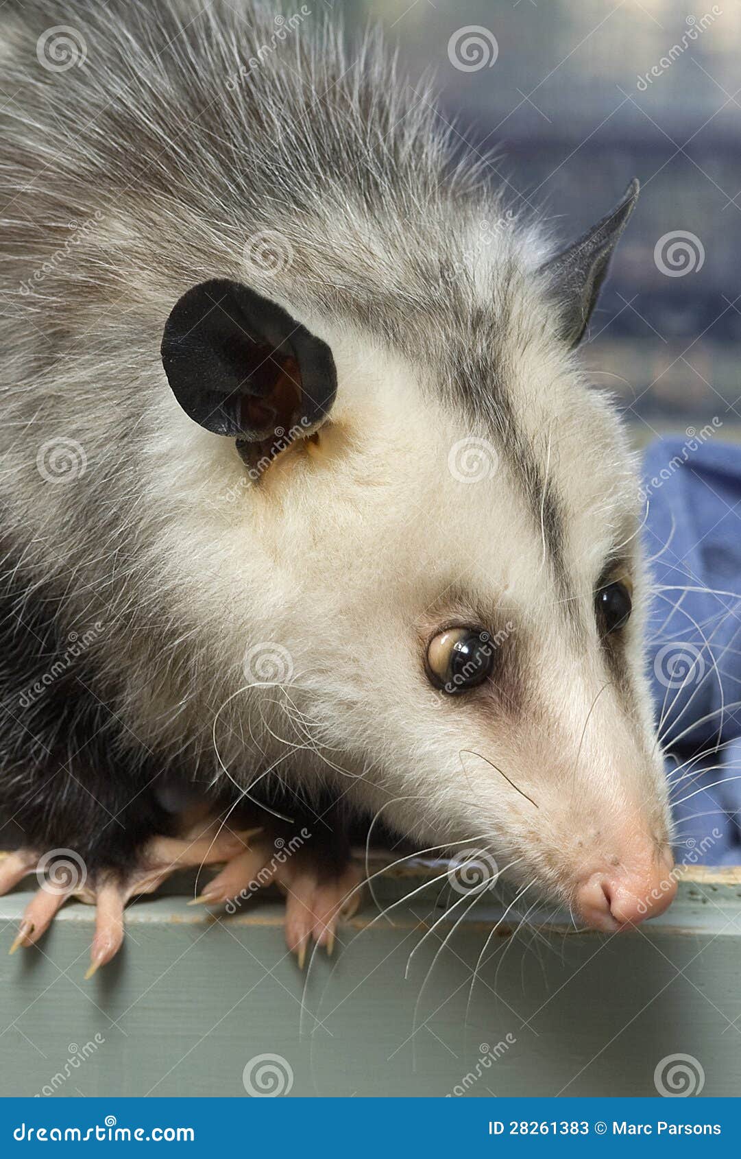 Possum Eyes