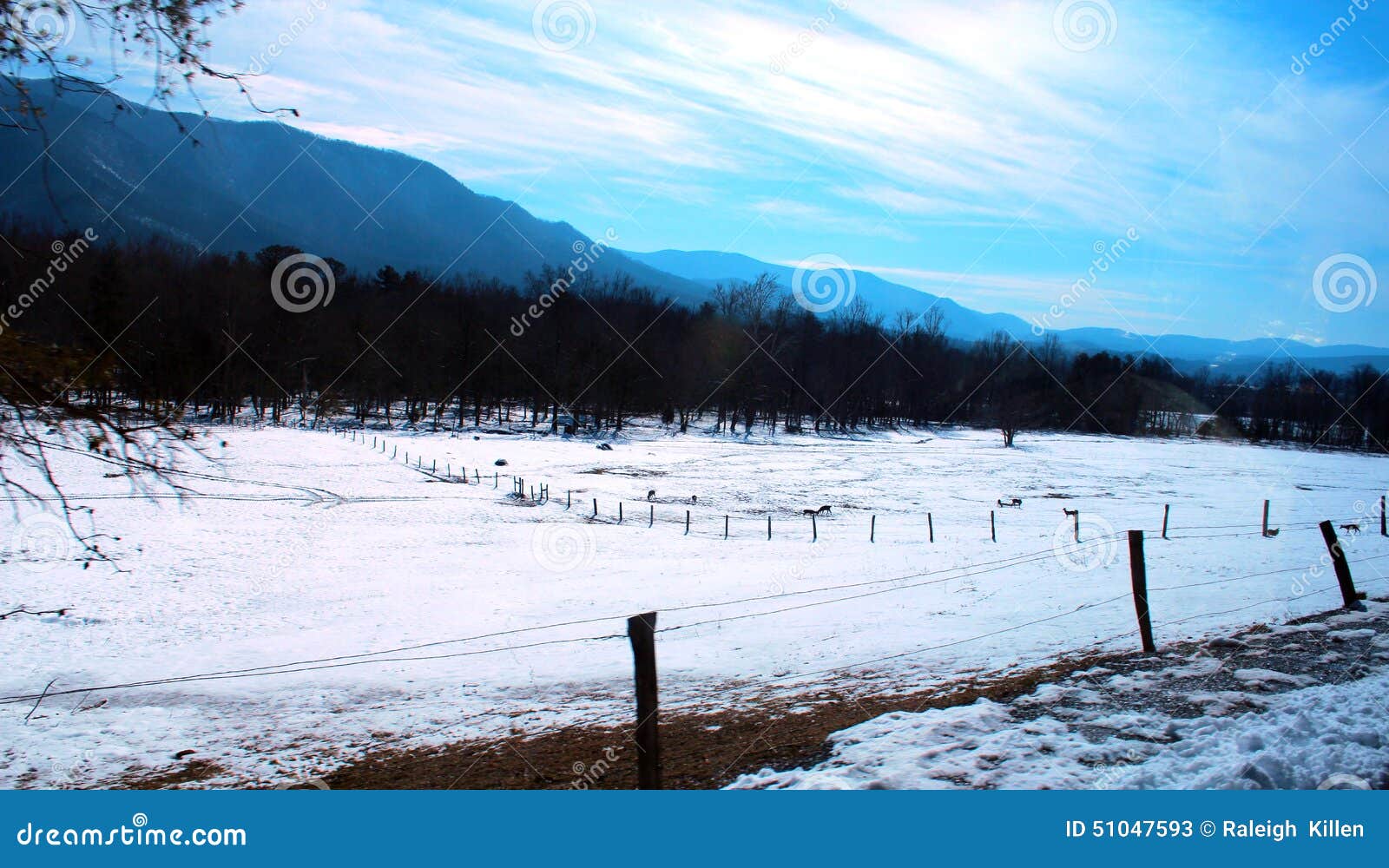 Cross fencing stock image. Image of graze, grazing, forrest - 51047593