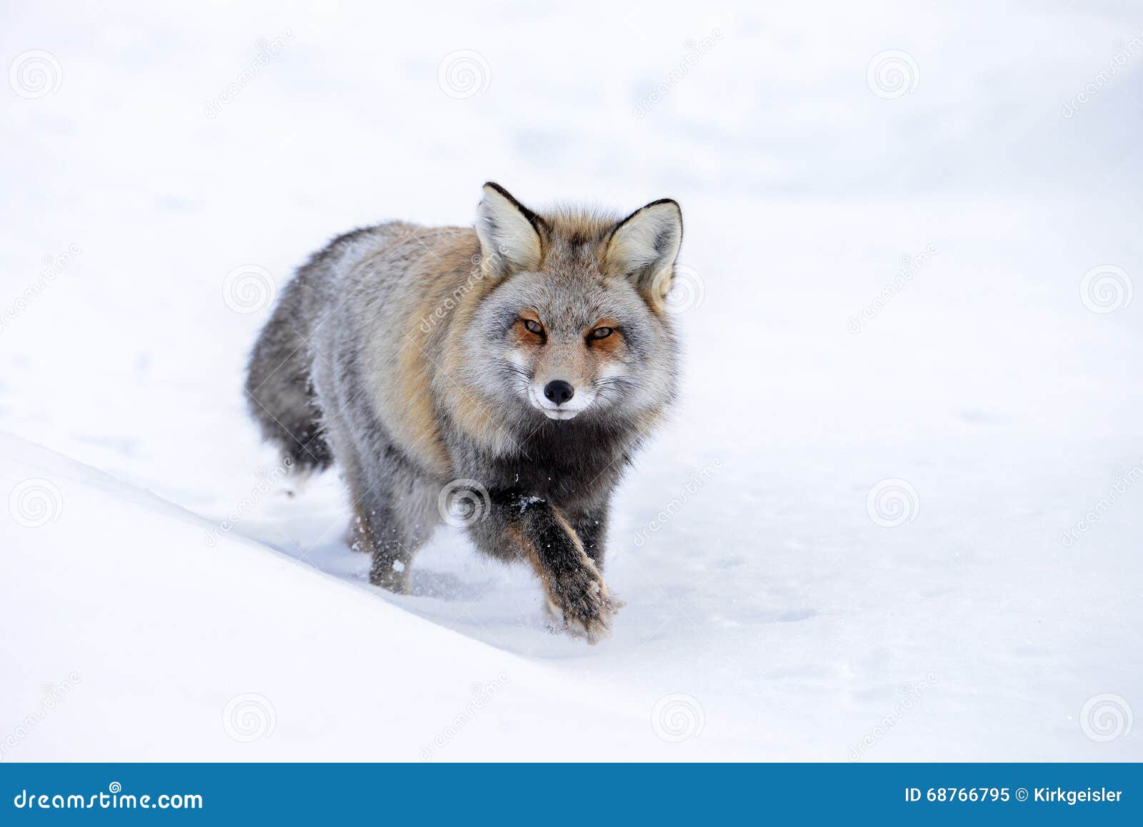 Cross Fox stock image. Image of mammal, outside, silver - 68766795