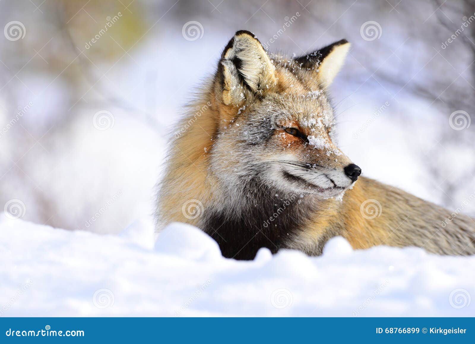 Cross Fox stock image. Image of hunting, nature, winter - 68766899