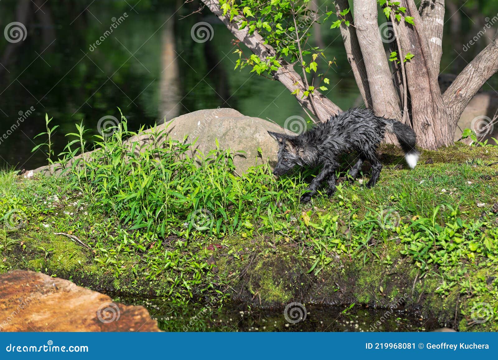 Cross Fox Kit Vulpes Vulpes Walks Towards Rock Summer Stock Image ...