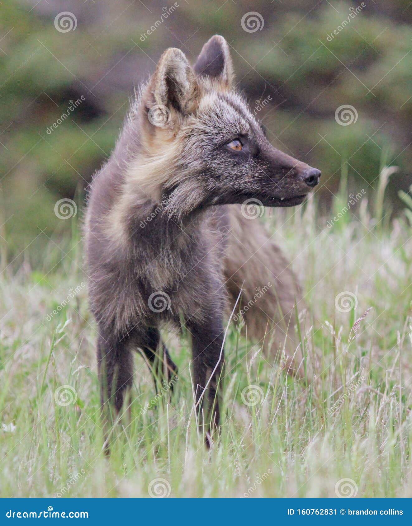 Cross fox stock image. Image of hunt, cross, predator - 160762831