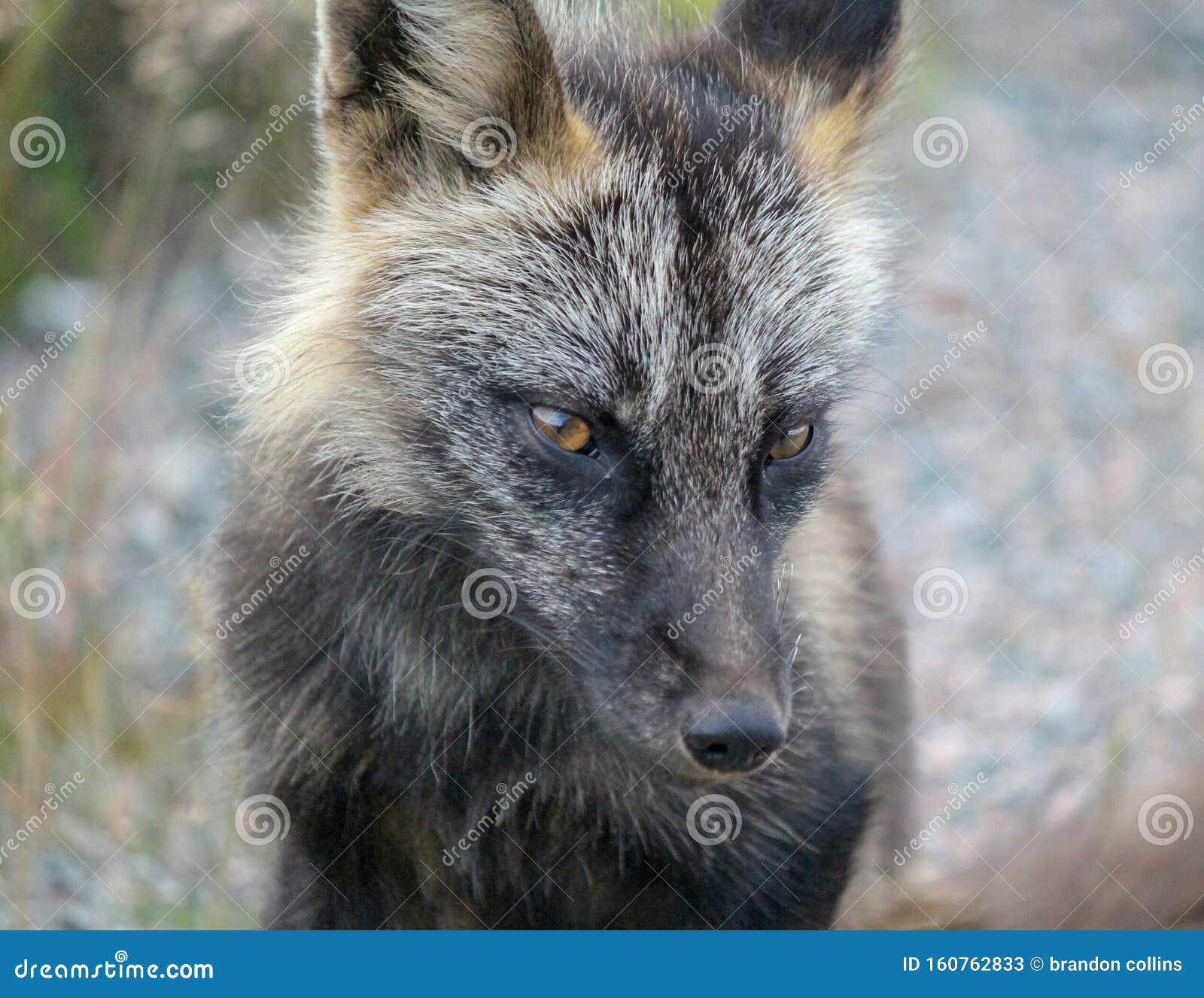 Cross fox stock image. Image of wildlife, cross, wild - 160762833