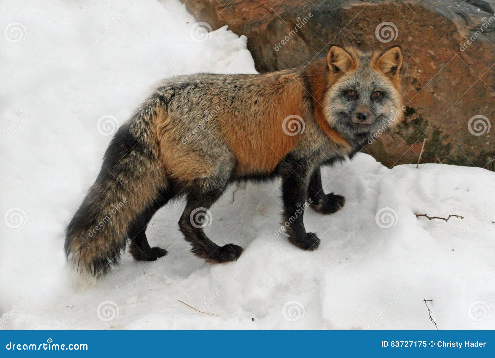 Cross Fox in the Snow stock image. Image of minnesota - 83727175