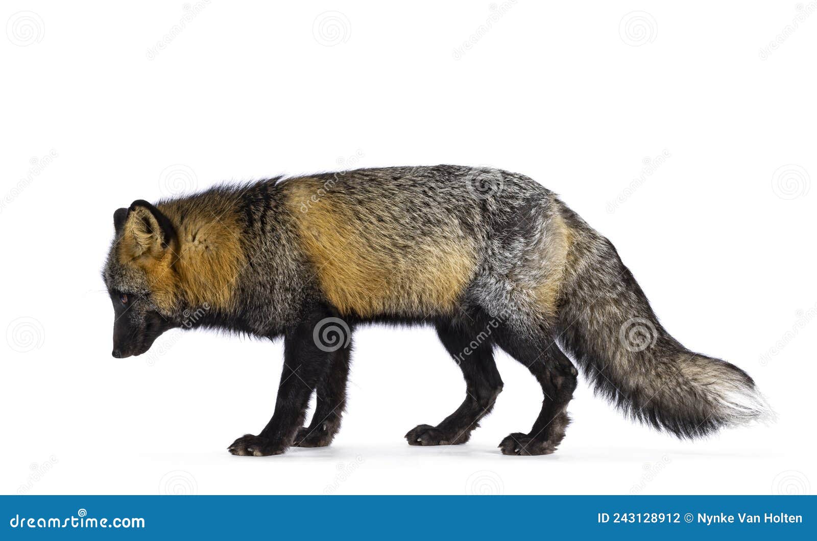 Cross Fox on White Background Stock Photo - Image of captivity, mammal ...