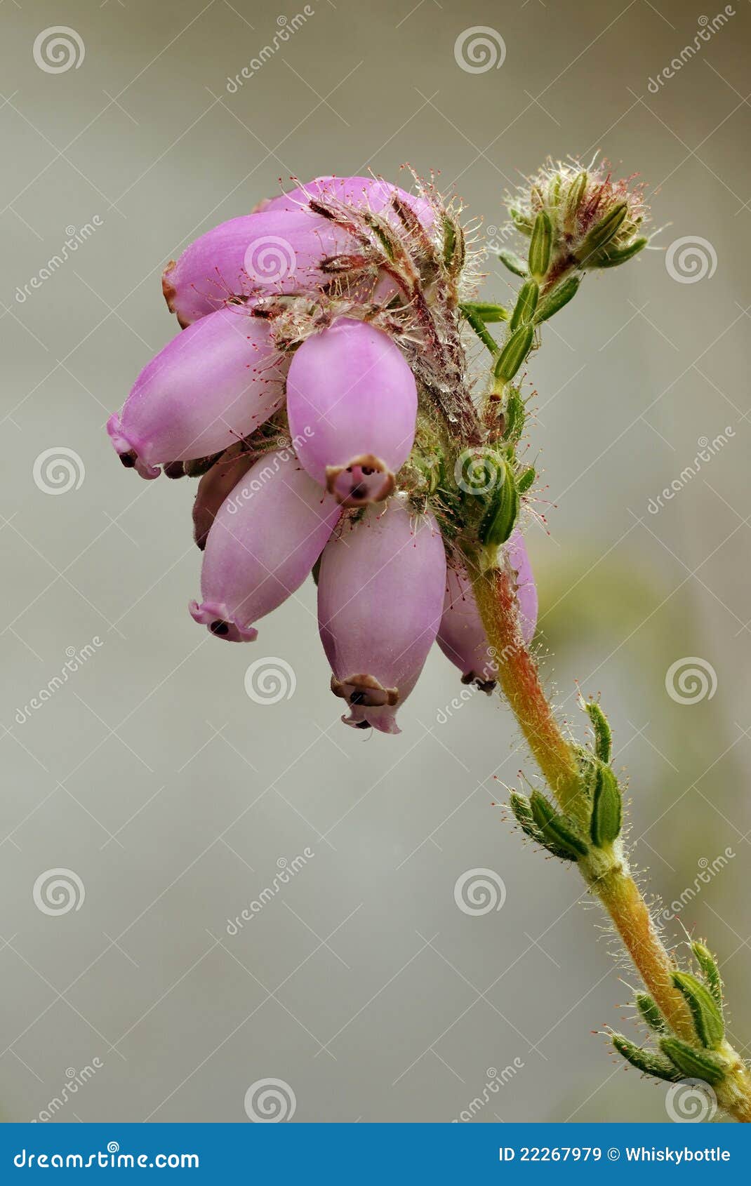 Cross-leaved Heath, White Background Royalty-Free Stock Photography ...