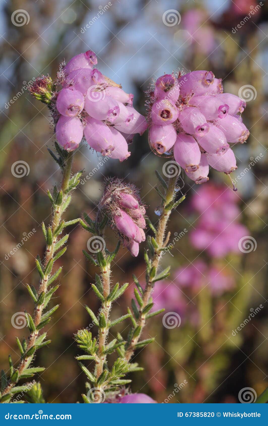 Cross-leaved Heath stock photo. Image of heather, flower - 67385820