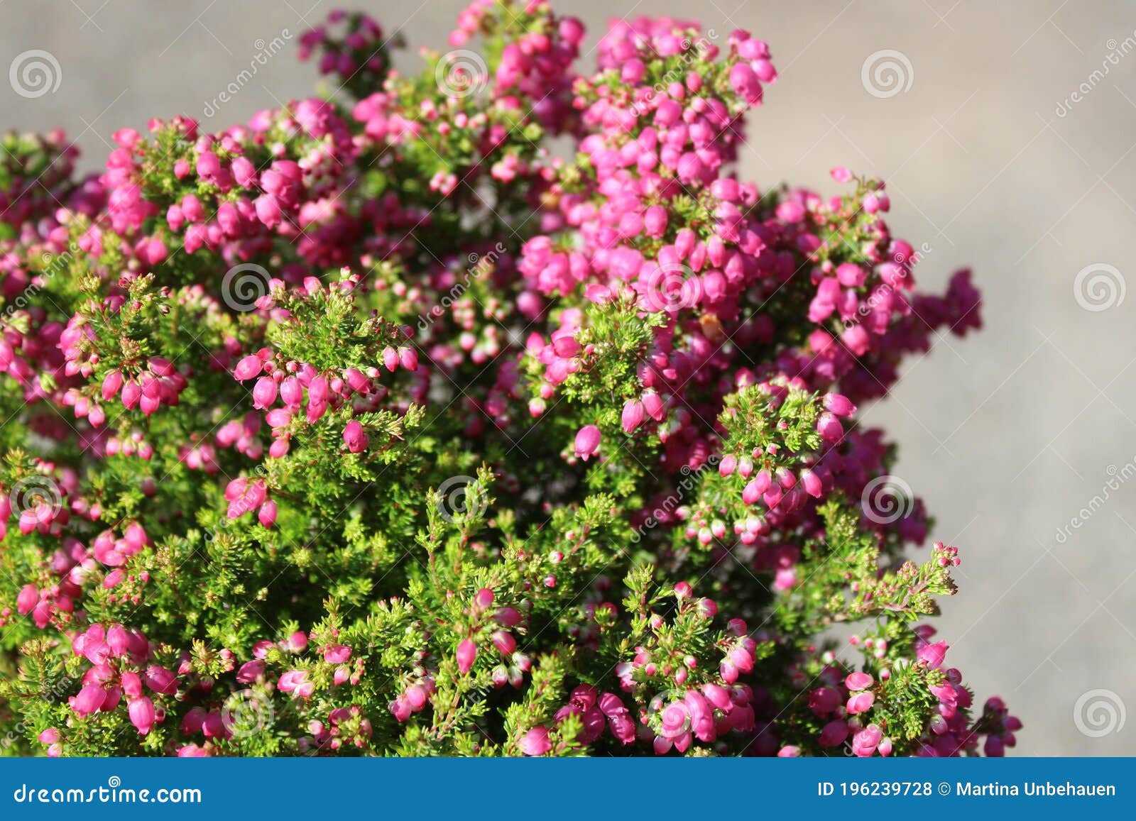 Cross-leaved Heather in the Garden Stock Photo - Image of colorful ...