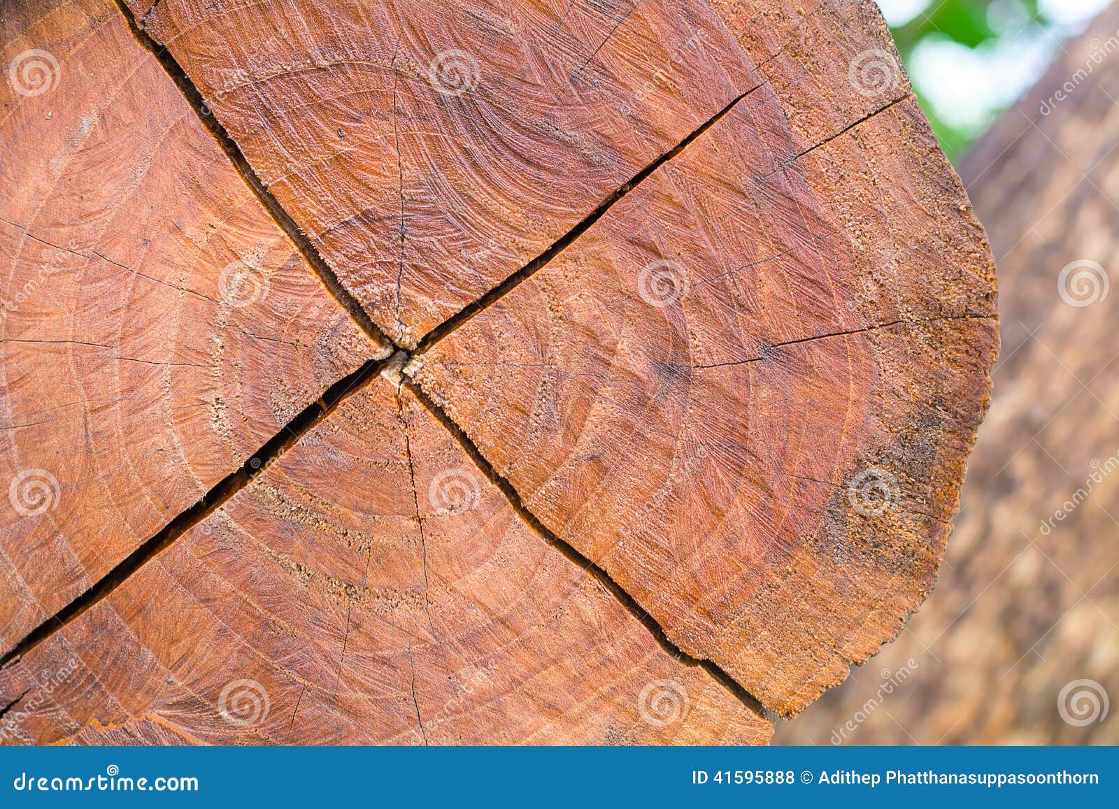 Walnut Log Cross Section