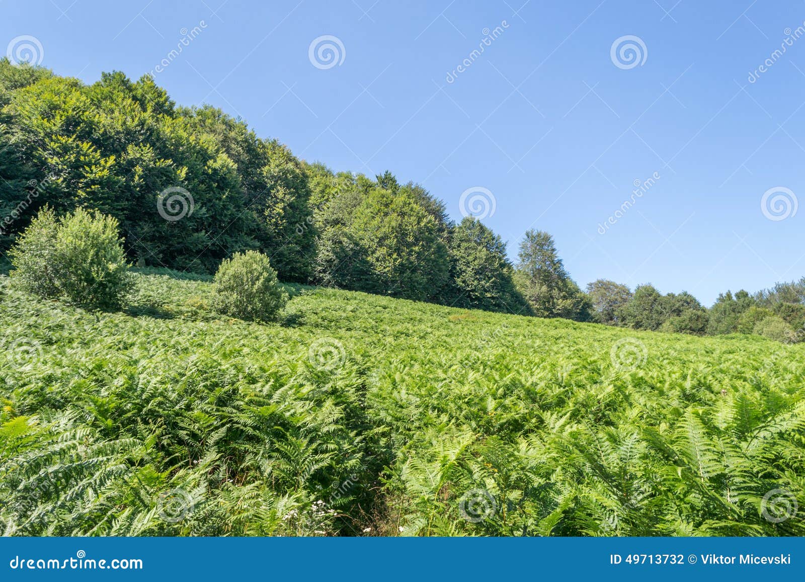 Fern Meadow stock photo. Image of blue, macedonia, vegetation - 49713732