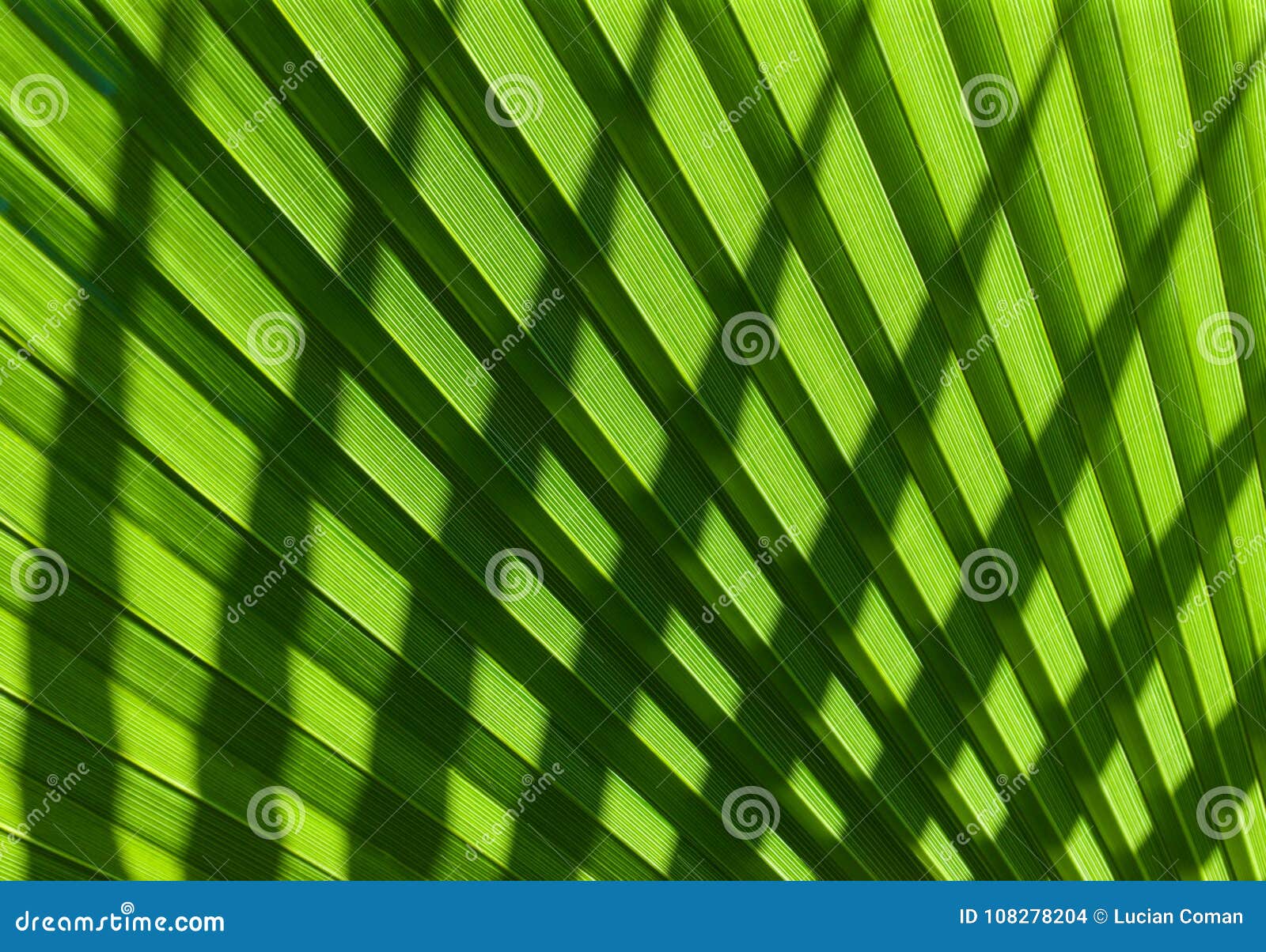 Leaves natural texture stock photo. Image of beautiful - 108278204