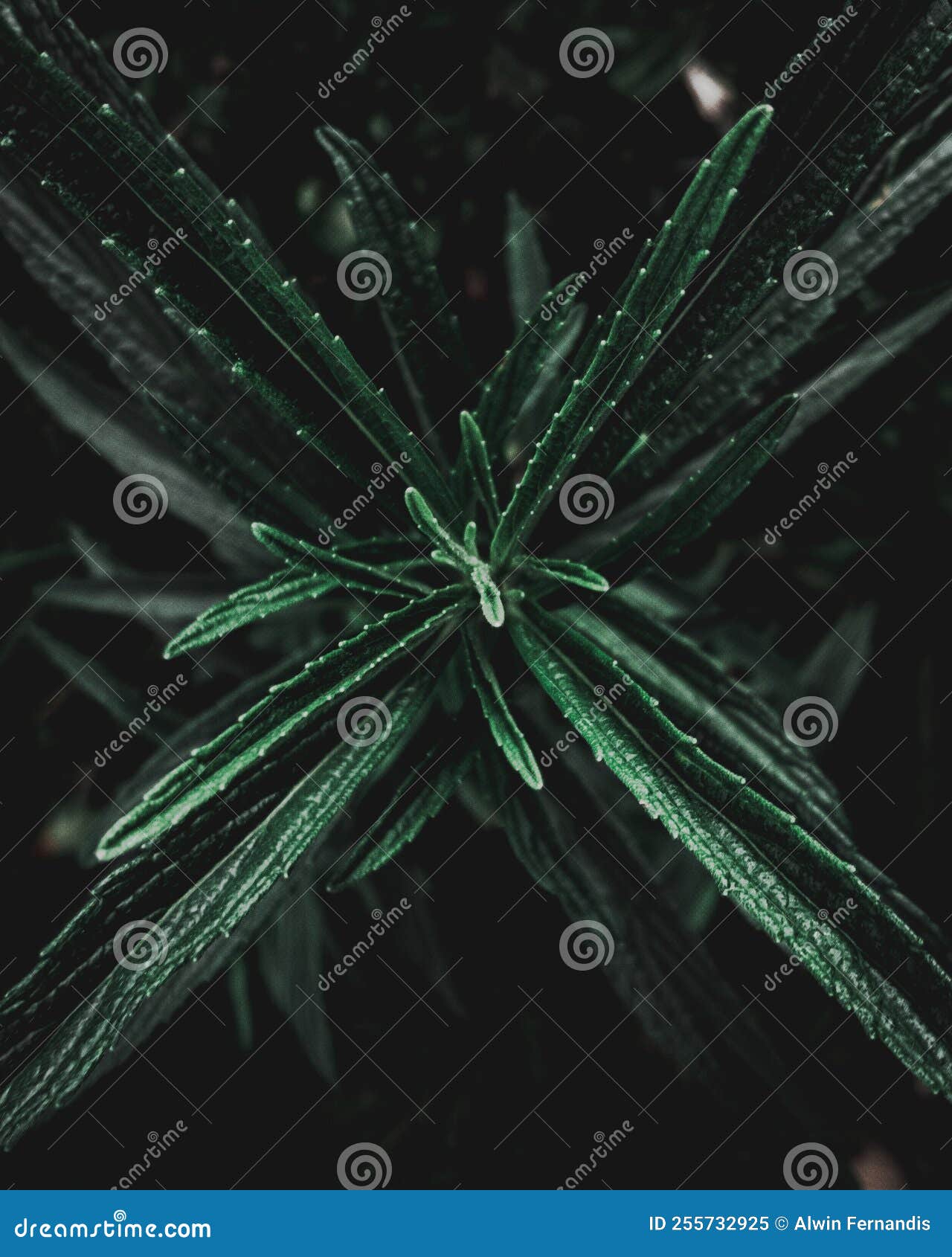 Top Down Shot of a Perfect Plant Stock Image - Image of cross, leaves ...
