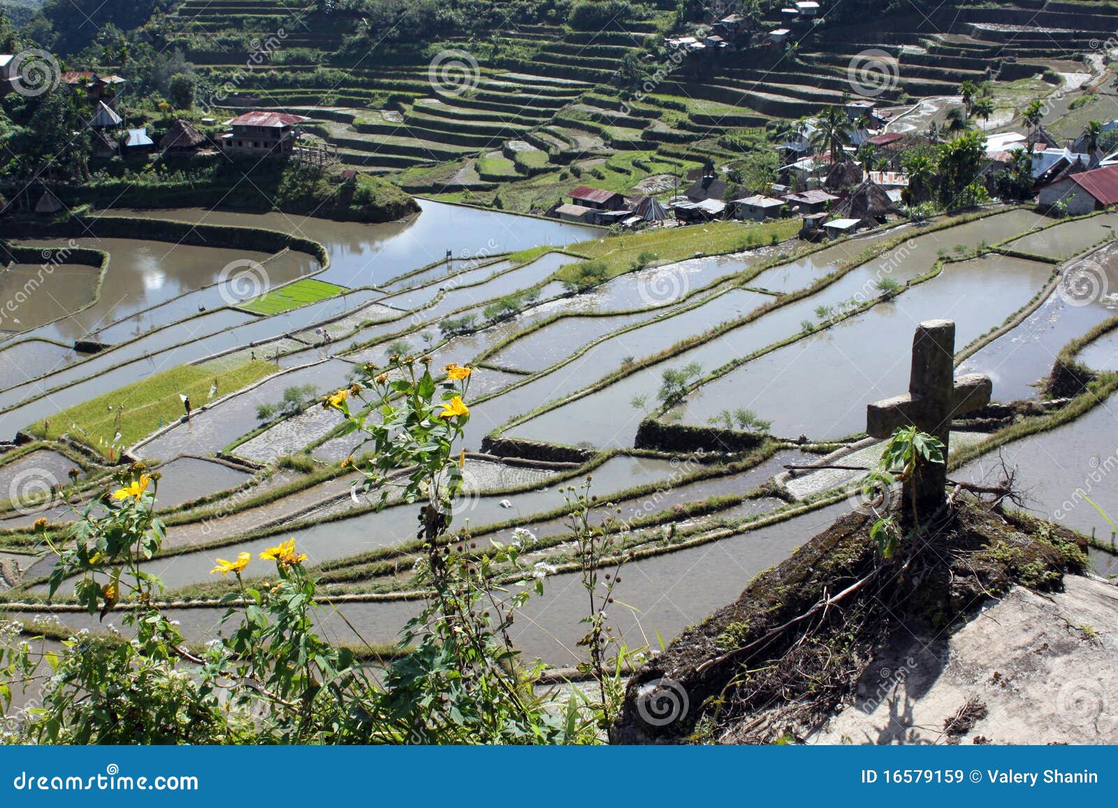 Cross and rice stock image. Image of green, paddy, foliage - 16579159