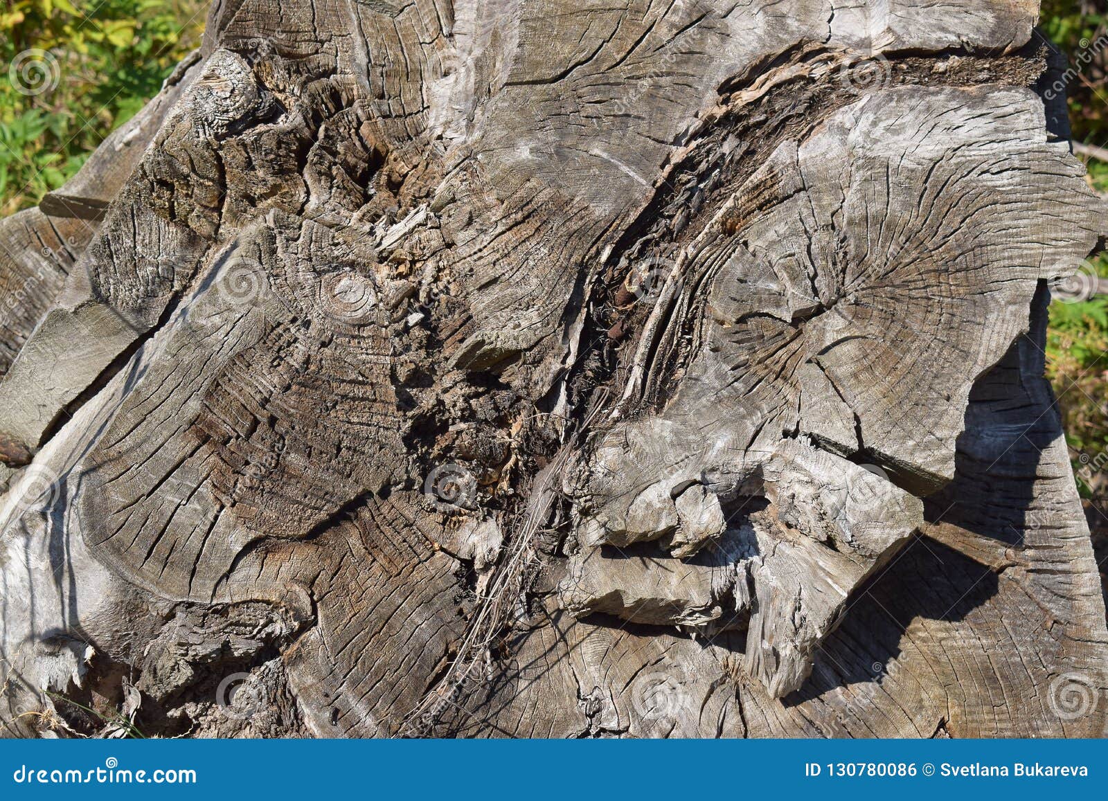 Cross Rough Cut of a Big Old Tree. Stock Photo - Image of round ...