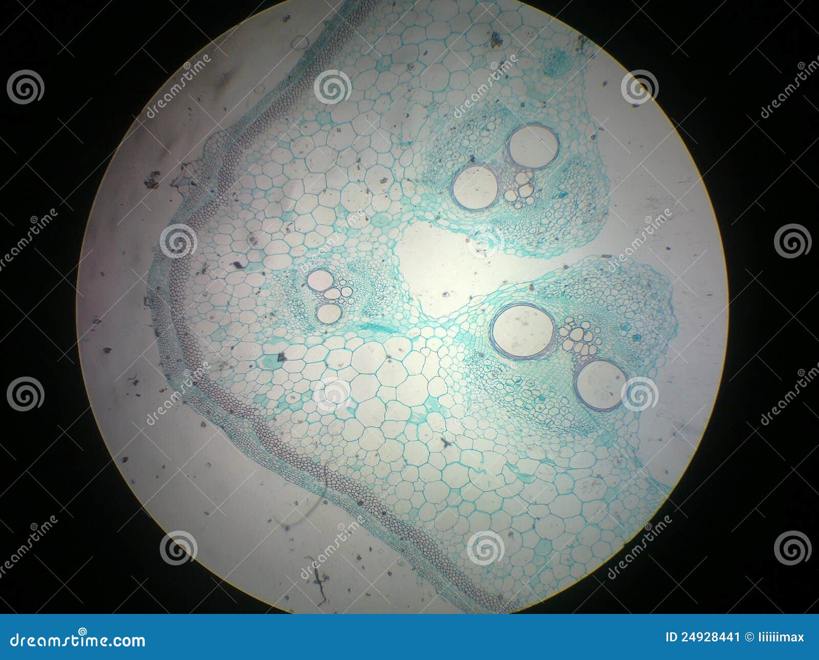 A Cross Scetion of Pumpkin Stem Stock Image - Image of reproduction ...
