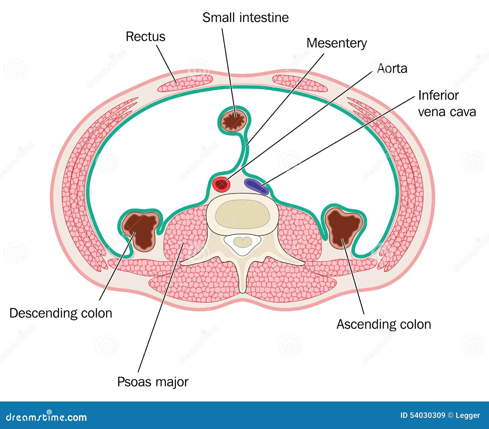 Cross Section Through Abdominal Cavity Stock Vector Illustration Of