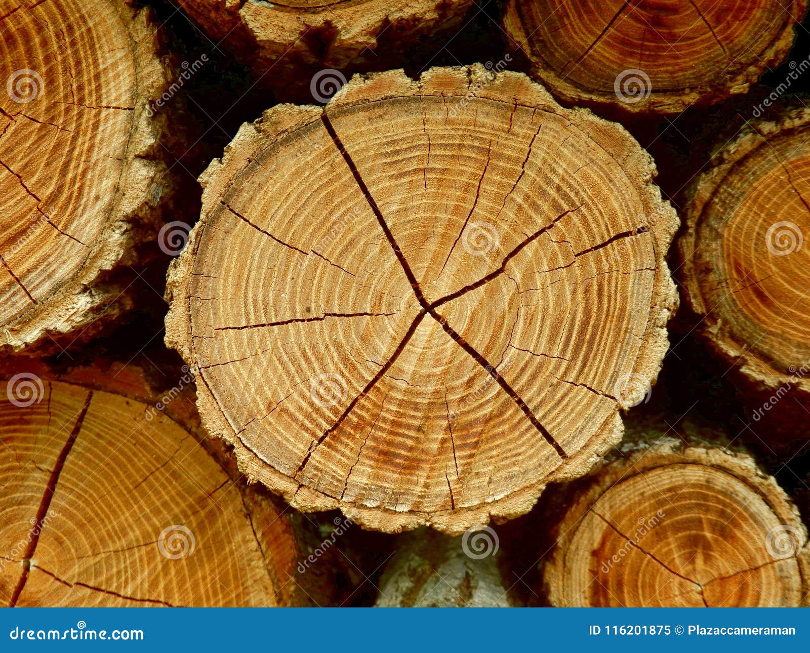 Cross Section of an Acacia Log Stock Image - Image of structure, crack ...