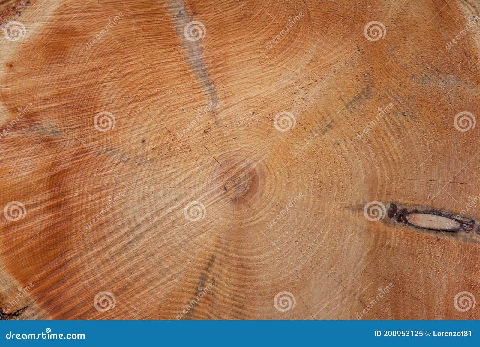 Cross Section of an Aged Pine Tree Stock Image - Image of background ...