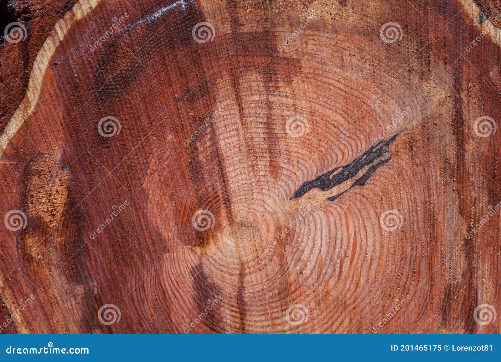 Cross Section of an Aged Pine Tree Stock Image - Image of nature ...