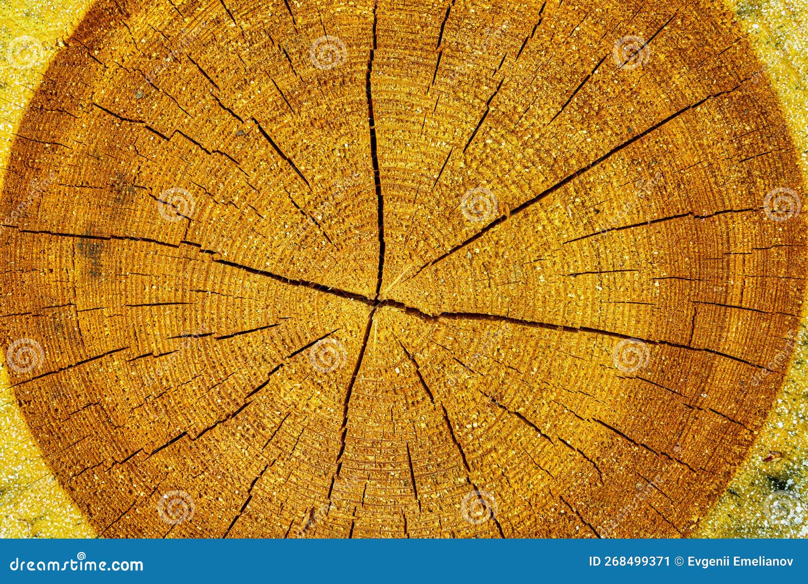 Cross Section of an Aged Pine Tree. Stock Image - Image of slice ...
